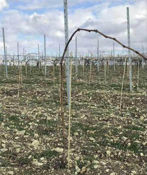 Опоры для винограда, колышки для растений 10 мм