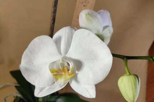 Домашняя цветущая орхидея фаленопсис Cambridge