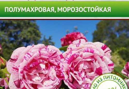 Саженцы Роза парковая Фердинанд из Питомника