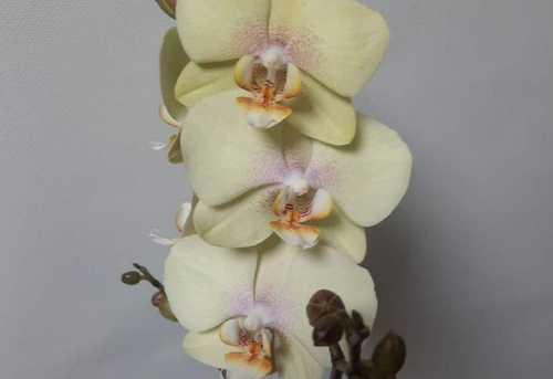 Желтая орхидея