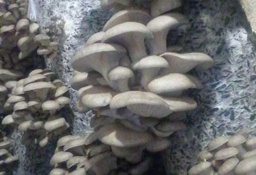 Отработанные грибные блоки