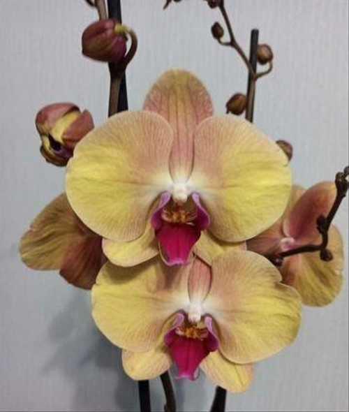 Орхидея фаленопсис Sammie Gold, 2 ствола
