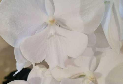 Орхидея фаленопсис Charming Crystal Water