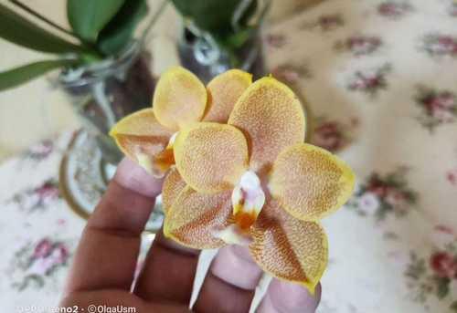 Орхидея фаленопсис от Профар PF-6156. Цветет