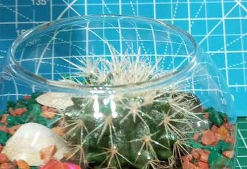 Флорариум мини с кактусом