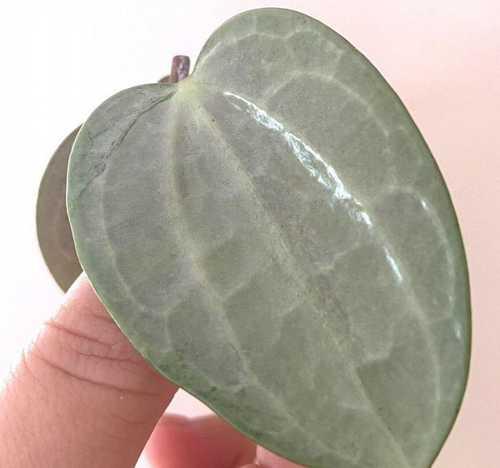 Хойя Sarawak(Latifolia)silver саравак