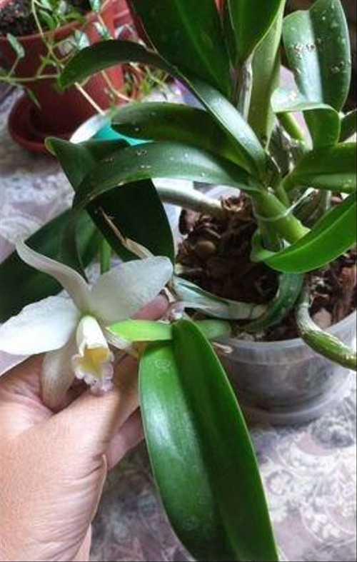 Орхидея катлея