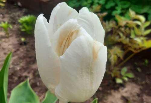 Луковицы белого тюльпана