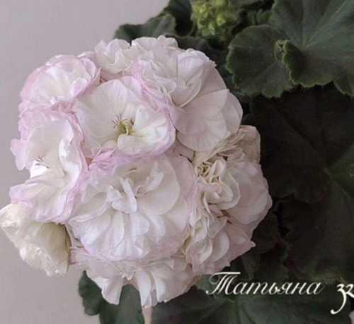 Пеларгония герань та Парижанка