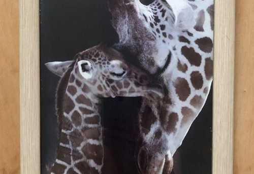 Картина Жирафы. Фото, стекло