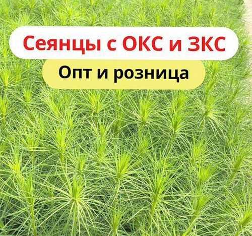 Сеянцы сосны зкс оптом