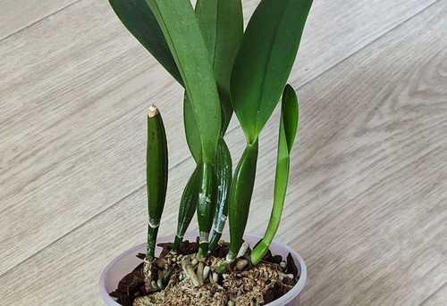 Орхидея каттлея cattleya trianaei