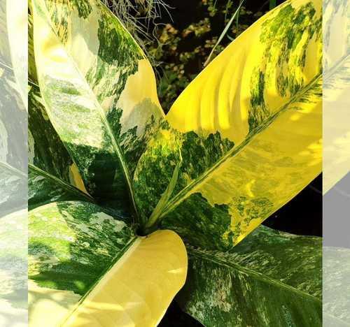 Dieffenbachia Millionaire Wilson 80  см