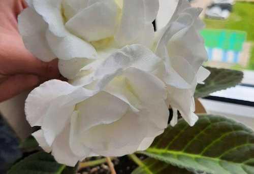 Комнатные цветы (глоксиния, традесканция)