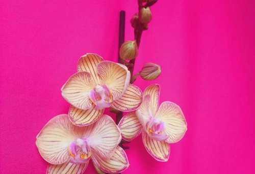 Орхидея фаленопсис ракушка "Торино"