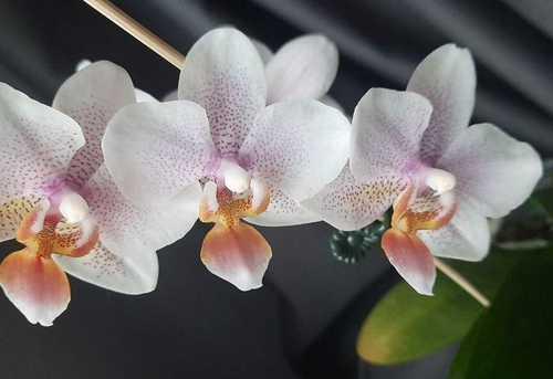 Орхидея фаленопсис цветущая