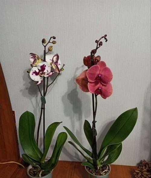 Орхидея фаленопсис, 1 ствол