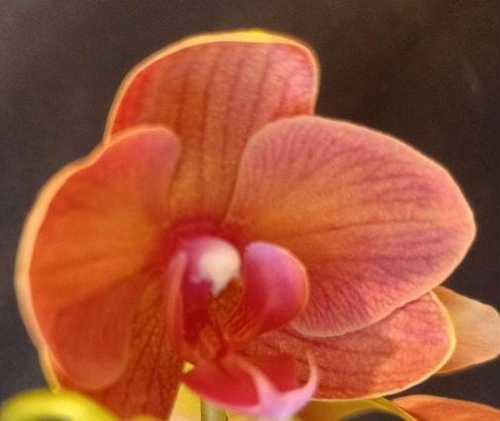 Орхидея Оранж цветущая, три цветоноса