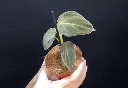 Филодендрон Меланохризум 9/30 Philodendron Melanoc