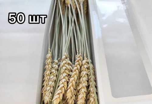 Колосья пшеницы. Натуральные сухоцветы