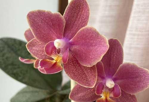 Орхидея фаленопсис парфюмерная фабрика diffusion