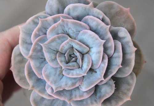 Echeveria Marble, Thriller Pearl и Primadonna