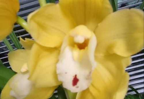 Орхидея цимбидиум, 2 бульбы +1 новый рост