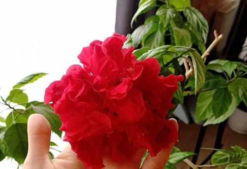 Гибискус китайская роза махровый красный крупный