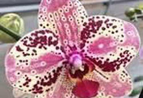 Орхидея сортовая Фронтера
