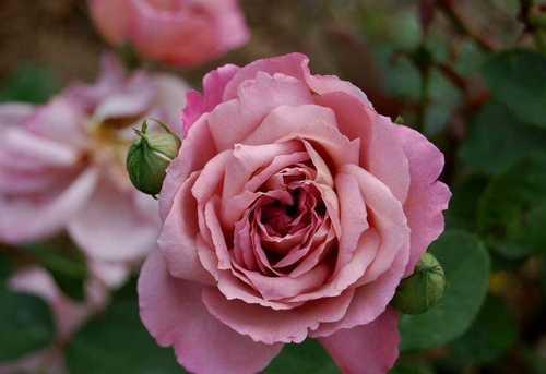Роза Nimbus