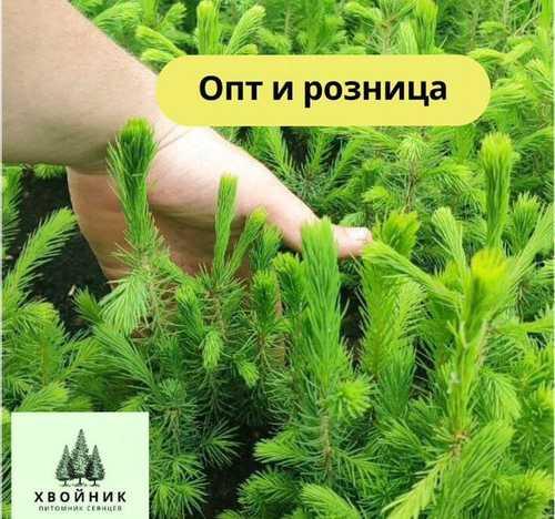 Ель Европейская Обыкновенная Picea abies