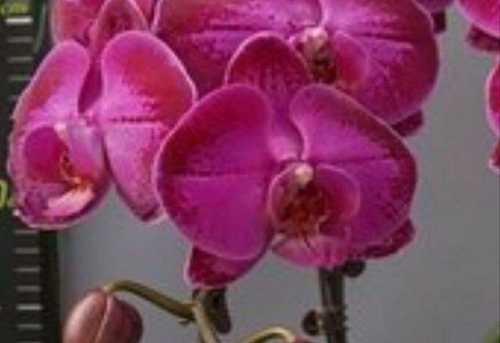Орхидея Phal. trend 3629