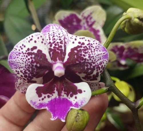 Орхидея фаленопсис Allura Iron Mask. Детка