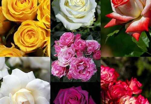 Саженцы роз (кустовые розы) цветы