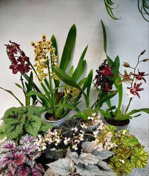 Орхидеи Одонтоглоссум, Бегонии микс