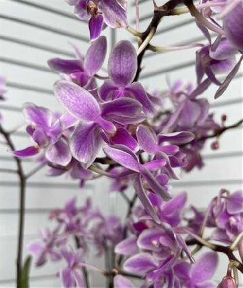 Орхидея фаленопсис Дикий розовый