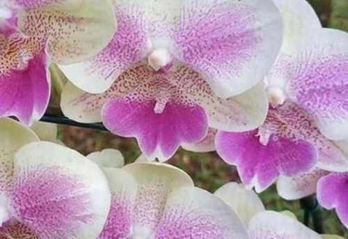 Орхидея фаленопсис Viel