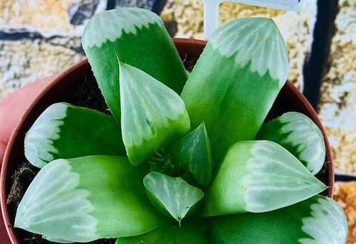 Редкие суккуленты Haworthia в ассортименте