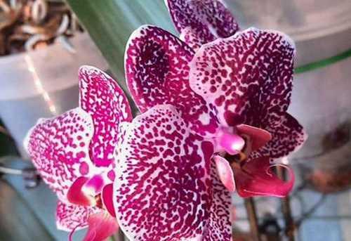 Орхидея Ягуар