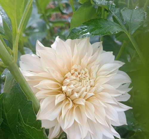 Цветы Георгины