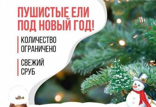 Живая ель пышная с доставкой