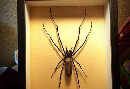 Паук-кругопряд (Nephila pilipes) в рамке