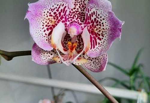 Орхидея фаленопсис Golden Leopard