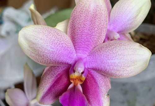 Орхидея фаленопсис "Леодоро"