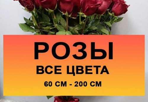 101 51 роза, букет цветов, розы с доставкой