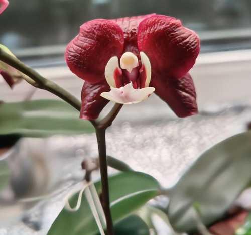 Орхидея фаленопсис Каода twinkle