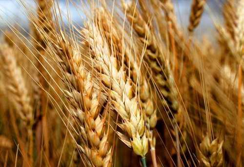 Семена озимой пшеницы Султан рнс