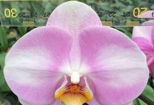 Орхидея Star Chanel 214