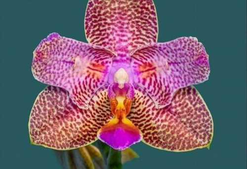 Орхидея Phal. Joy Fairy Tale (peloric - 2 eyes)