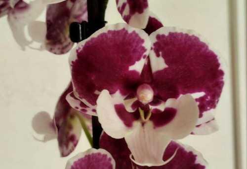Орхидея фаленопсис " Не рассказанные истории"